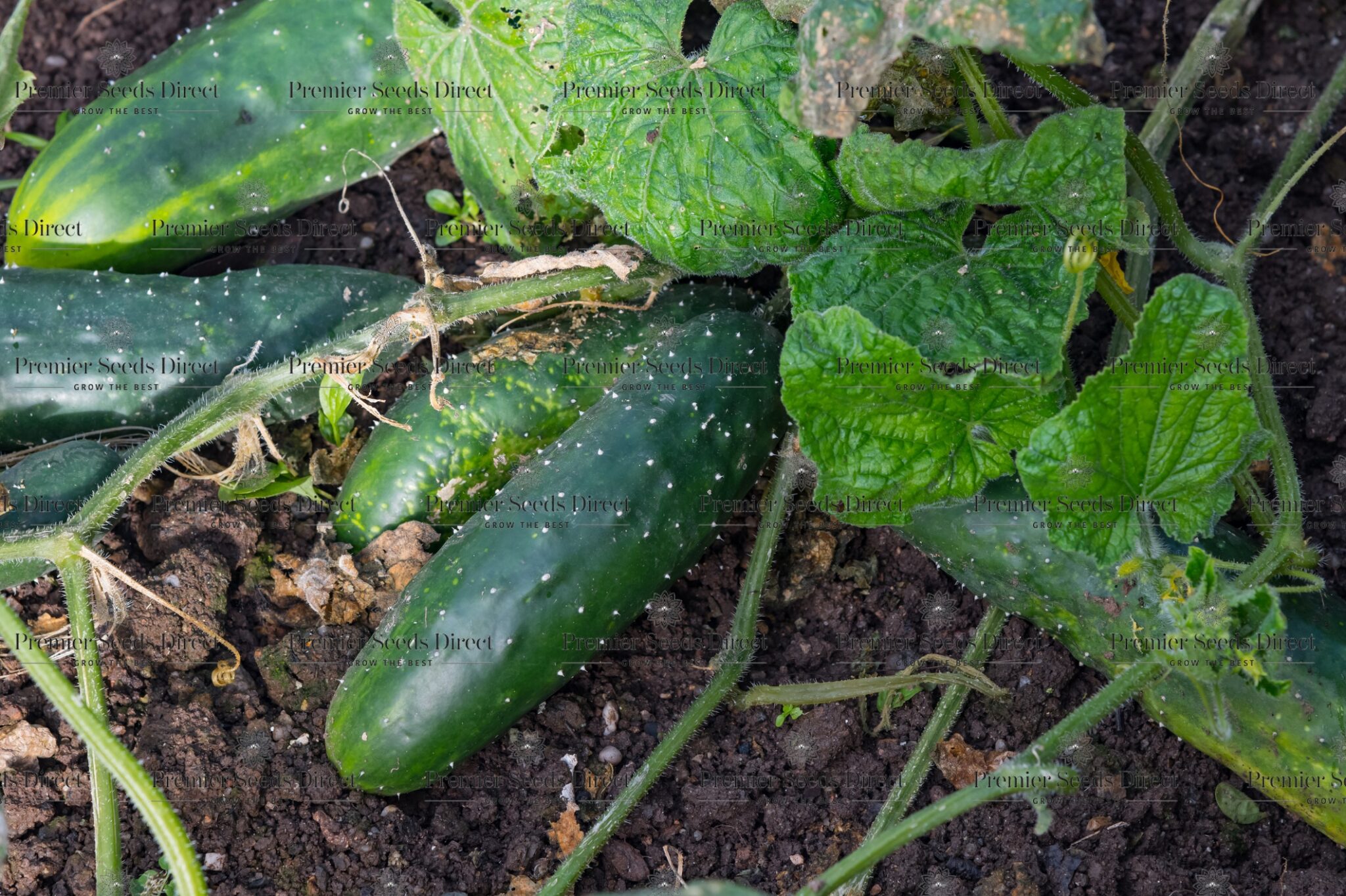 Cucumber- Marketmore 76 - Premier Seeds Direct