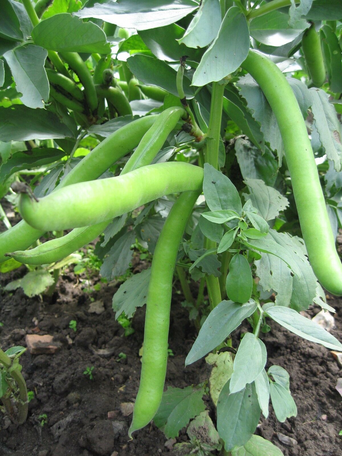 Dwarf Broad Bean - Sutton Dwarf - Premier Seeds Direct
