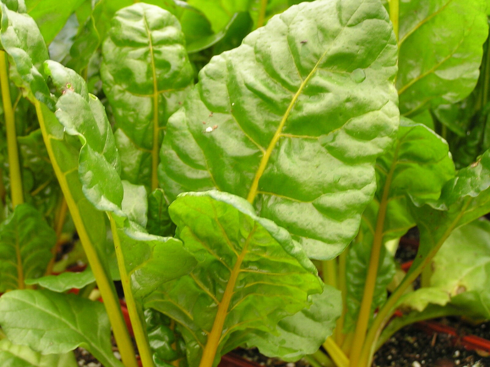 Swiss Chard - Canary Yellow - Premier Seeds Direct
