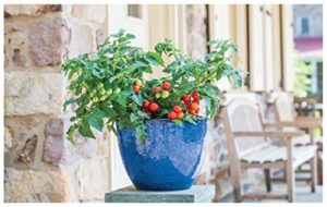 Tomato Dwarf - Veranda Red - Premier Seeds Direct