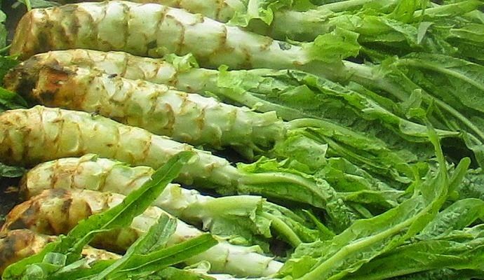 Celtuce - Stem Lettuce - Premier Seeds Direct
