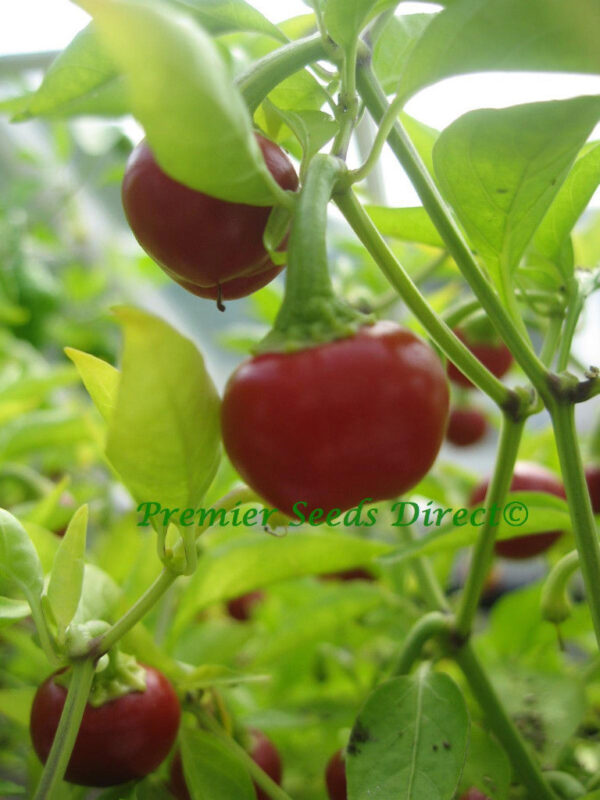 Hot Chilli Pepper - Large Red Cherry - Premier Seeds Direct