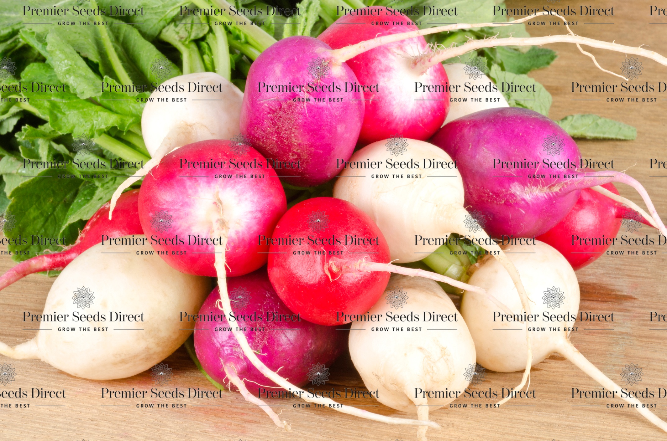 Radish - Mixed Coloured Easter Egg - Premier Seeds Direct