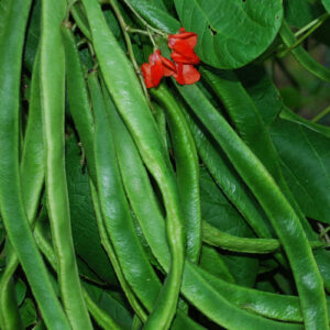 Runner Bean - Enorma Exhibition Variety - Premier Seeds Direct