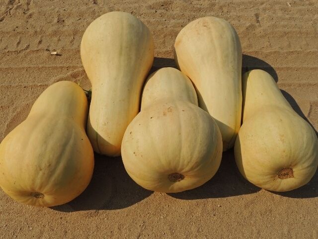 Squash - Butternut Waltham - Premier Seeds Direct