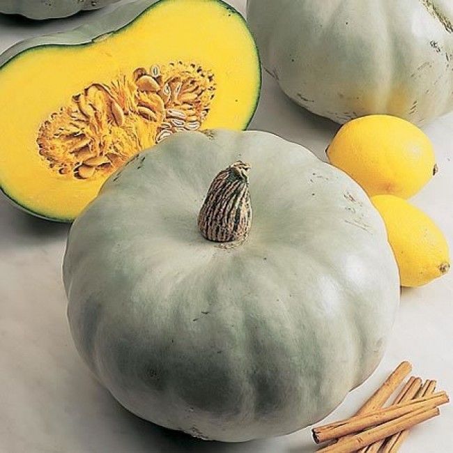 Squash Crown Prince – Premier Seeds Direct