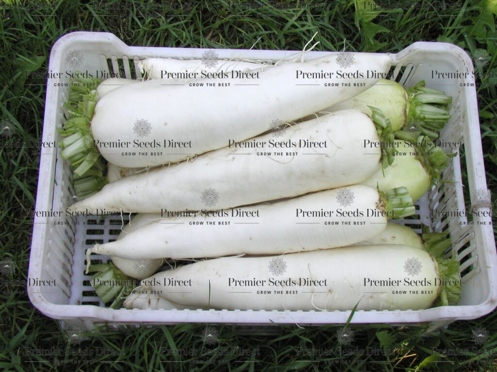 Radish Diakon Mooli - Jarola F1 - Premier Seeds Direct