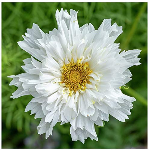 Cosmos - Double Dutch White - Premier Seeds Direct