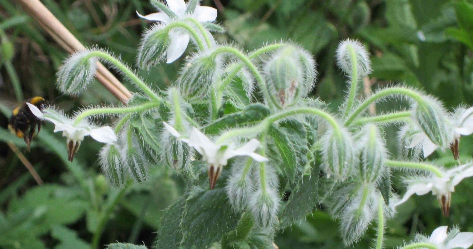 Herb - Borage White - Premier Seeds Direct