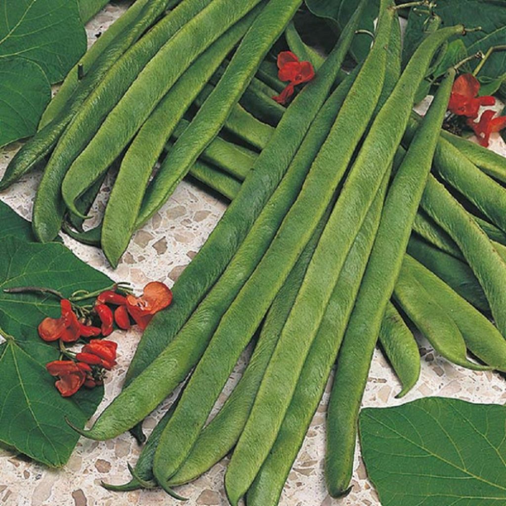Runner Bean Armstrong - Premier Seeds Direct