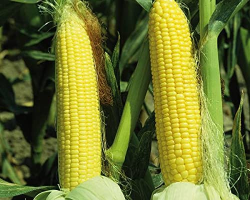 Sweetcorn Sundance F1 - Premier Seeds Direct