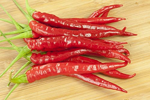 Dwarf Pepper Hot - Reggae - Premier Seeds Direct