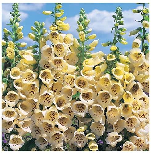 Digitalis /Foxglove - Primrose Yellow - Premier Seeds Direct