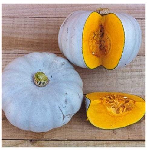 Squash Crown Prince F1 - Premier Seeds Direct