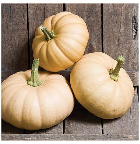 Squash Autumn Crown F1 - Premier Seeds Direct