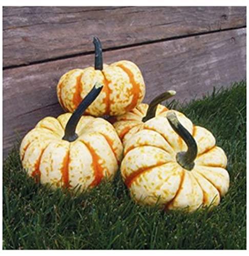 Squash Sweet Lightning F1 - Premier Seeds Direct