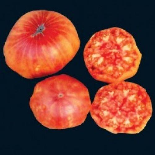 Tomato Flame | Tomato | Premier Seeds Direct ltd