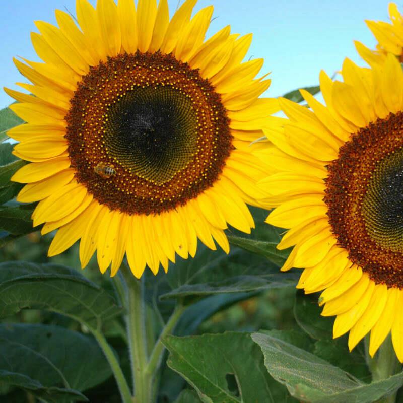 Sunflower - Taiyo Organic - Premier Seeds Direct