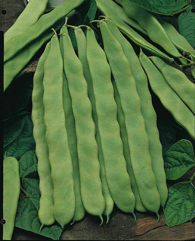 Climbing Bean - Helda - Premier Seeds Direct