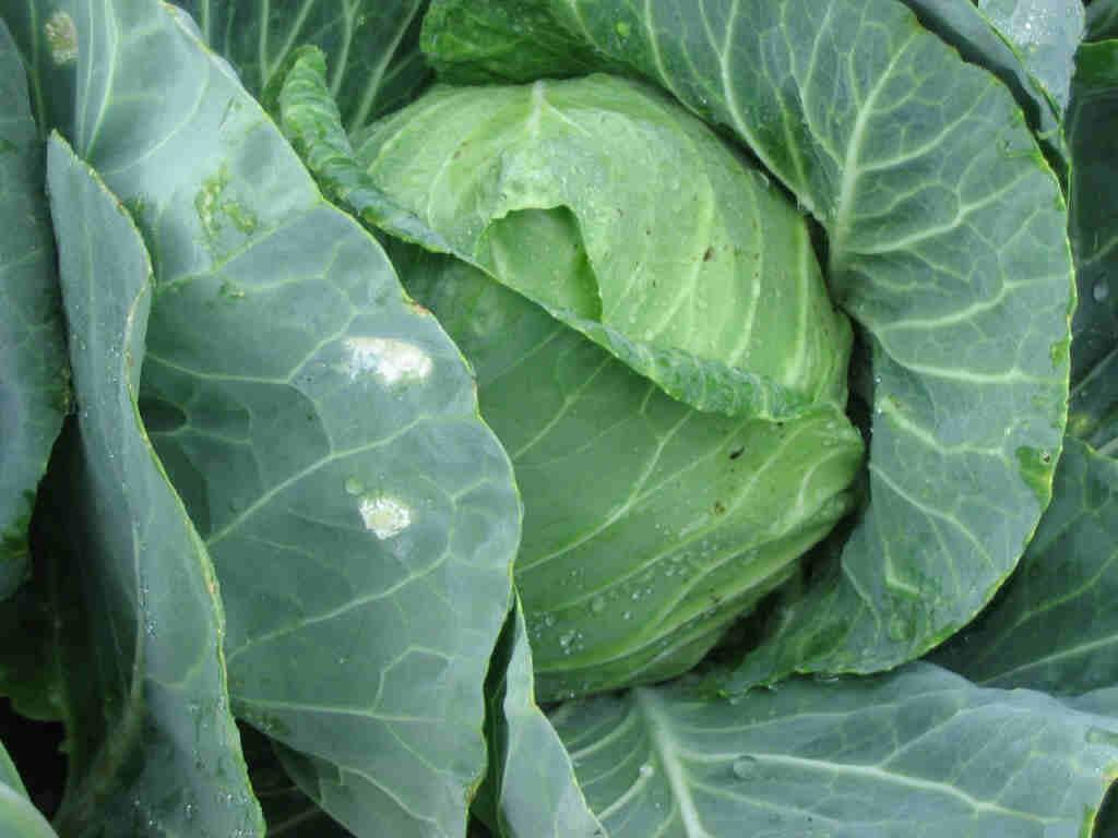 Organic Cabbage Golden Acre - Premier Seeds Direct
