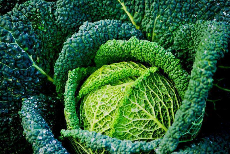 Savoy Cabbage Vertus 2 - Premier Seeds Direct