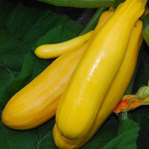 Courgette - Zucchini Golden Zebra F1 | Courgette | Premier Seeds Direct ltd