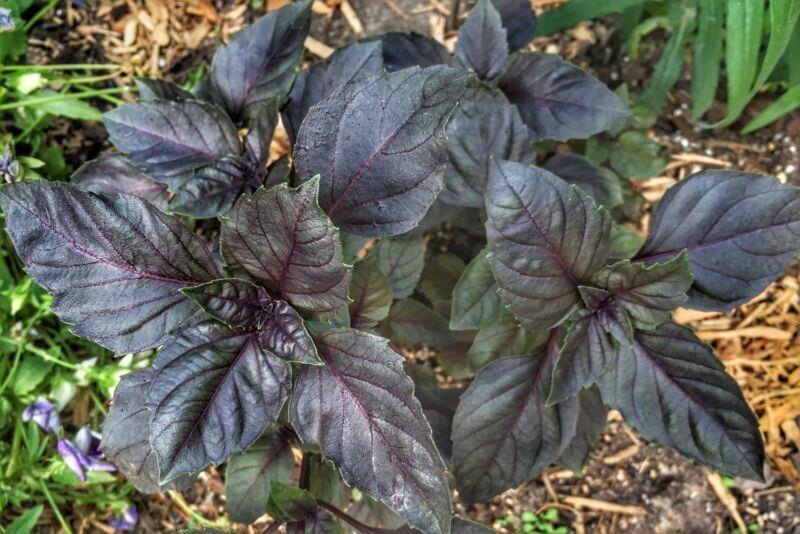 Herb Basil Red - Premier Seeds Direct