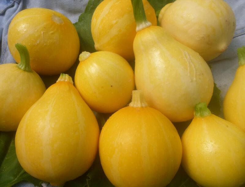 Squash Summer Lemon - Premier Seeds Direct